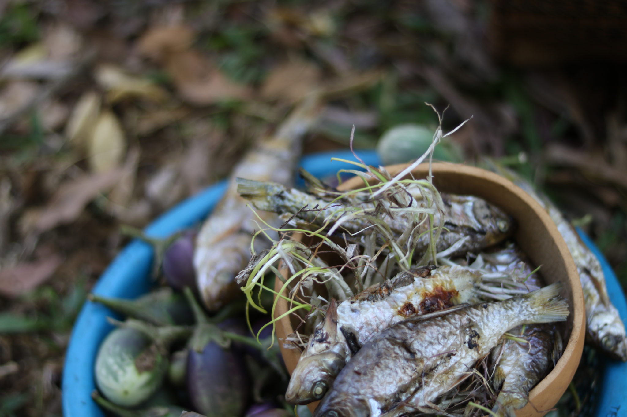 Mondulkiri: A taste of Samlor Prong and indigenous Bunong culture - Focus