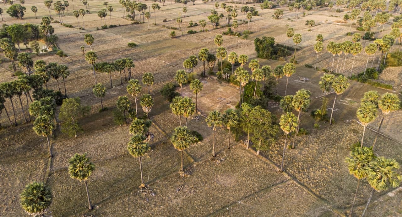 Kampong Speu: Palm Sugar and a Cambodian Tradition - Focus