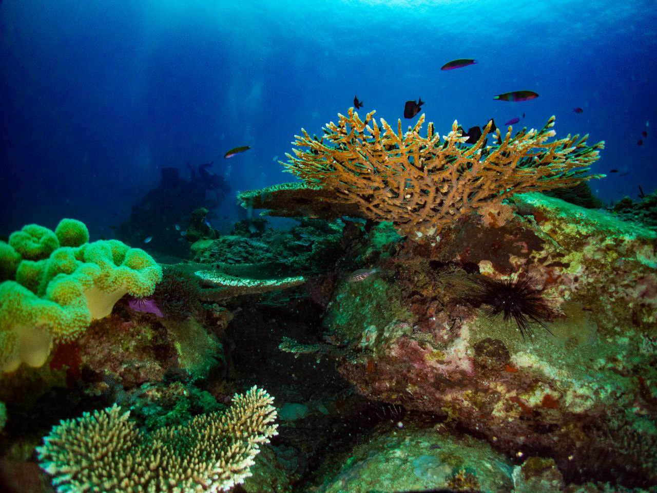 Sunken ships and diving dreams: Adventures in Cambodian seas - Focus ...